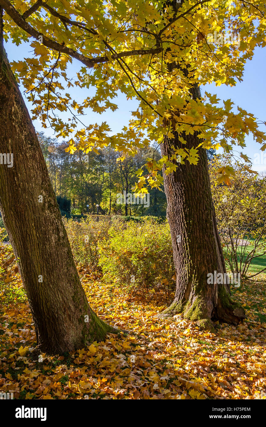 Autumn Maple Trees Stock Photo - Alamy