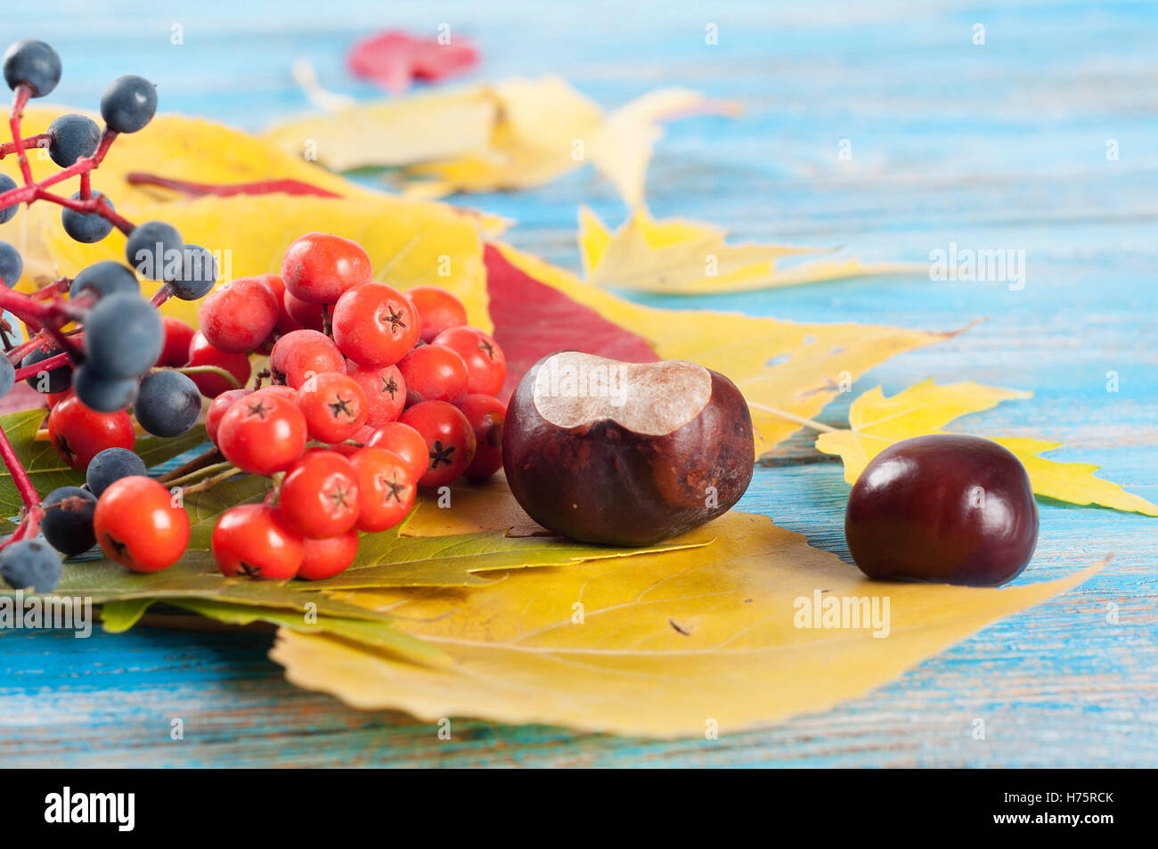 Autumn still life with forest berries, yellow maple leaves and ...