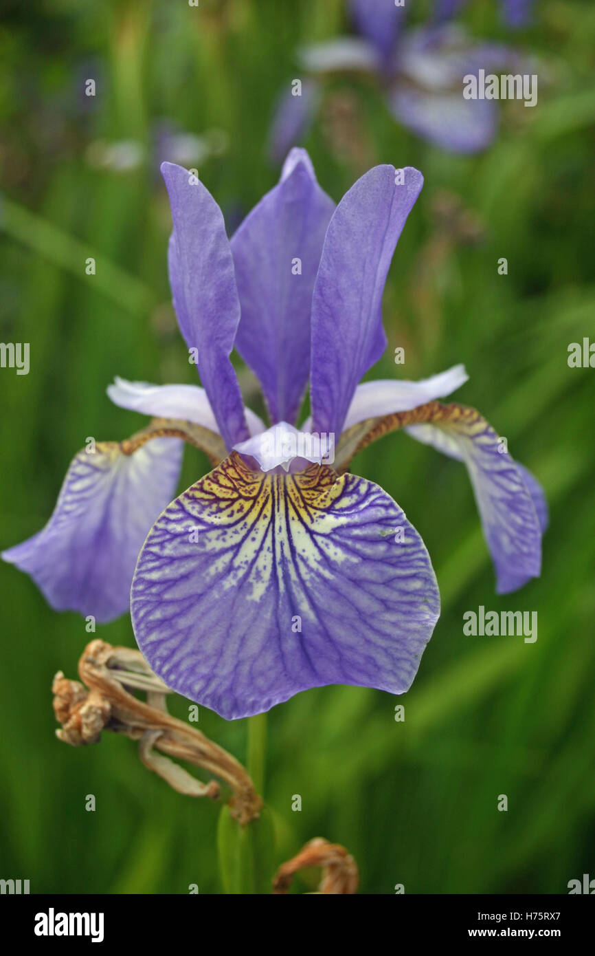 Single pale purple Iris flower Stock Photo - Alamy