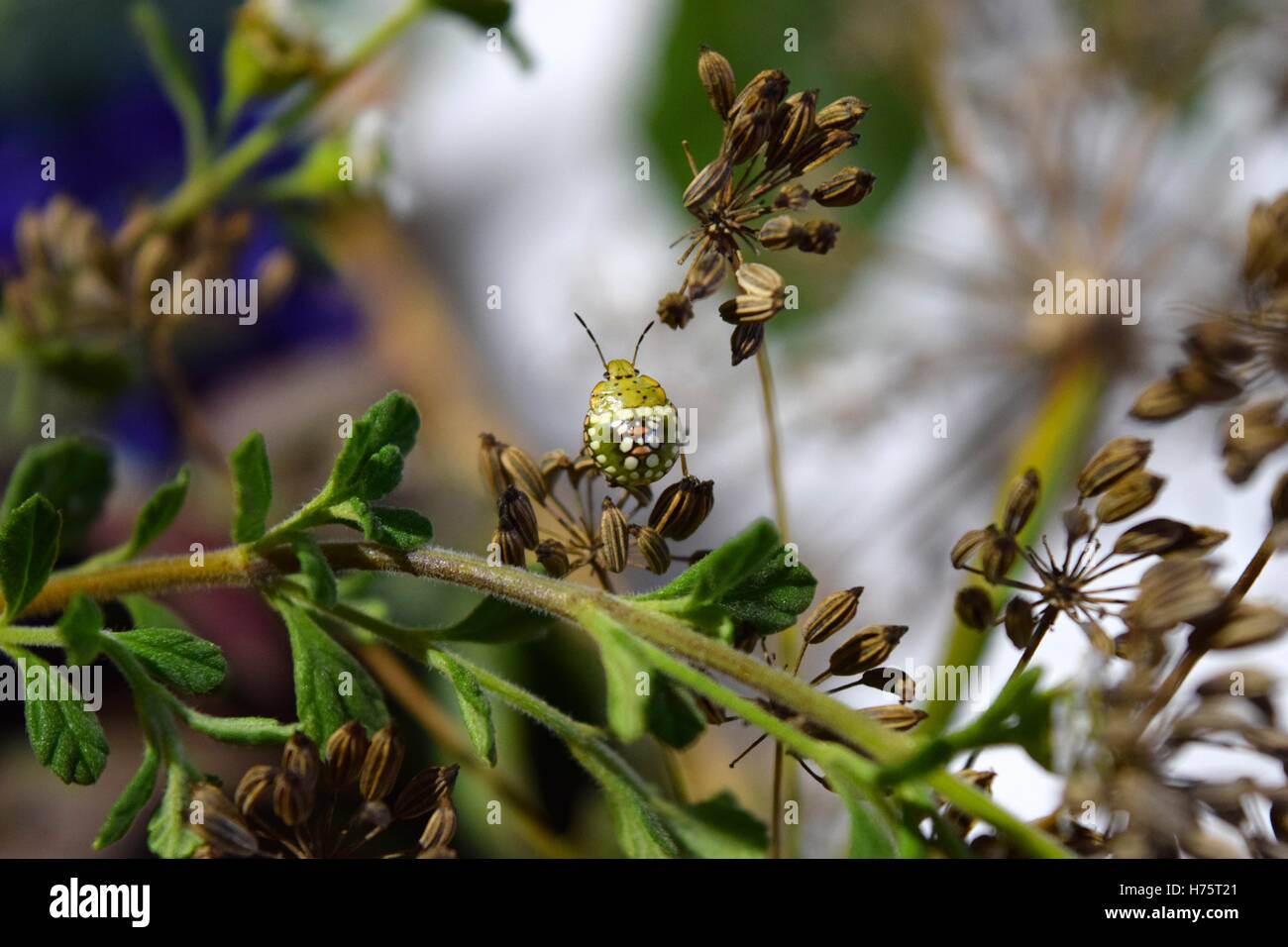 Nymph of the Southern Green Stink Bug Stock Photo - Alamy