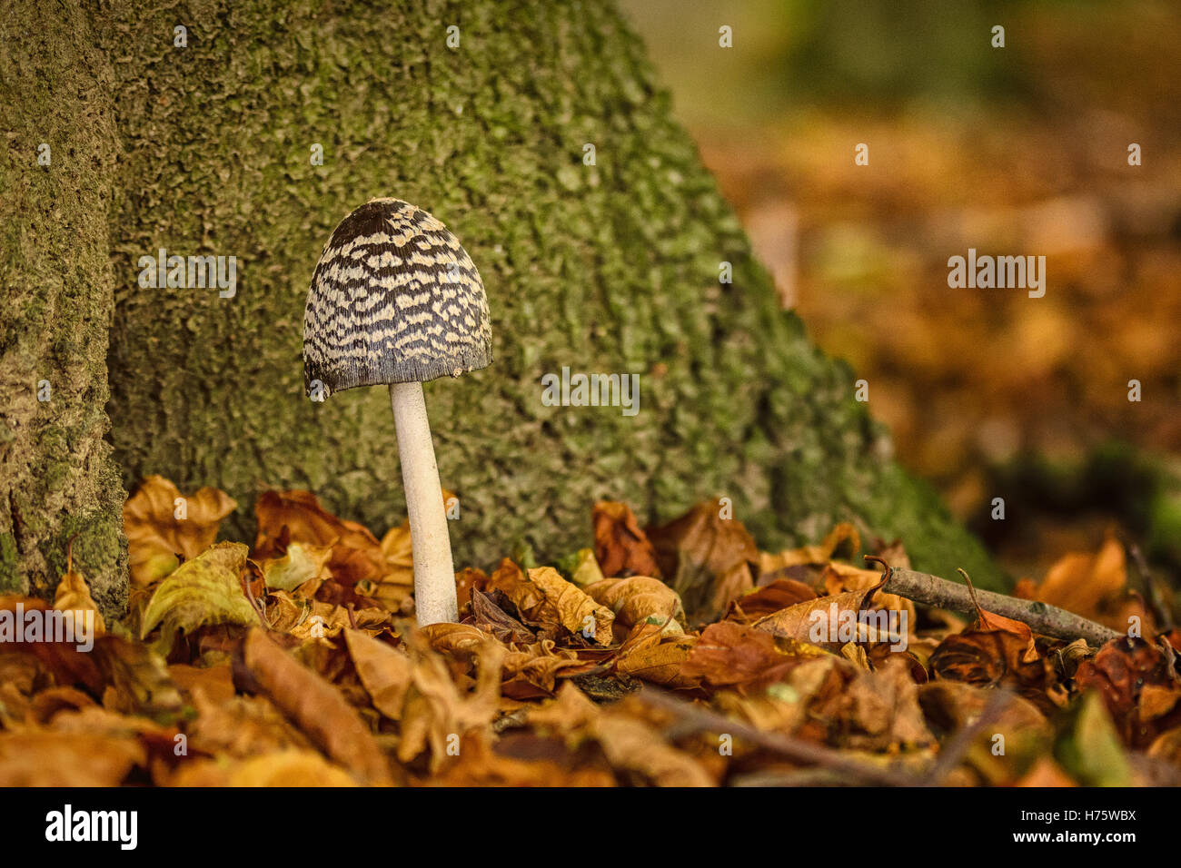 The Magpie inkcap mushroom Stock Photo - Alamy