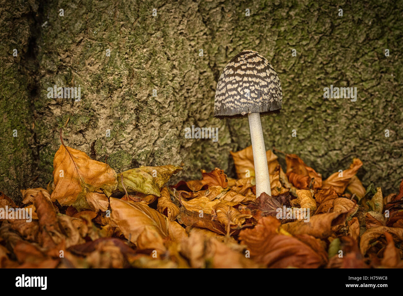 The Magpie inkcap mushroom Stock Photo - Alamy