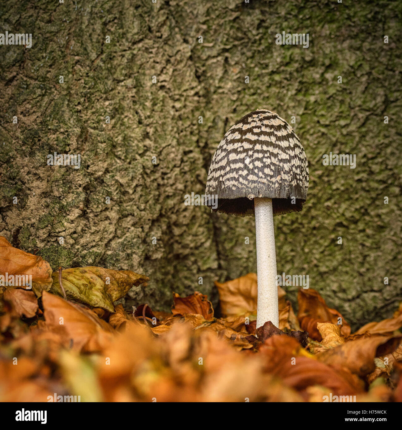 The Magpie inkcap mushroom Stock Photo - Alamy