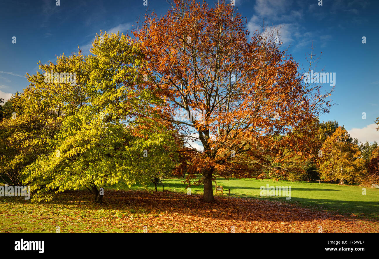Autumnal scene in North Yorkshire, UK Stock Photo - Alamy