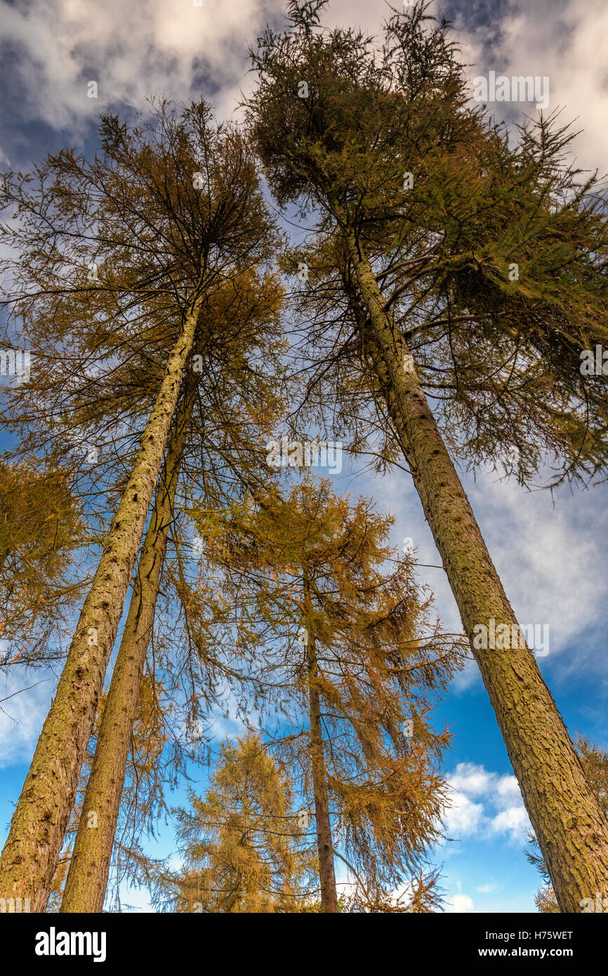 Larch tree uk hi-res stock photography and images - Alamy