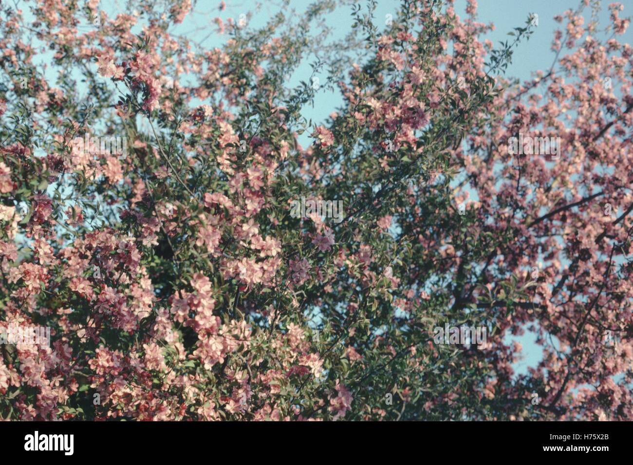 Vintage archival photograph taken in 1969 Stock Photo - Alamy