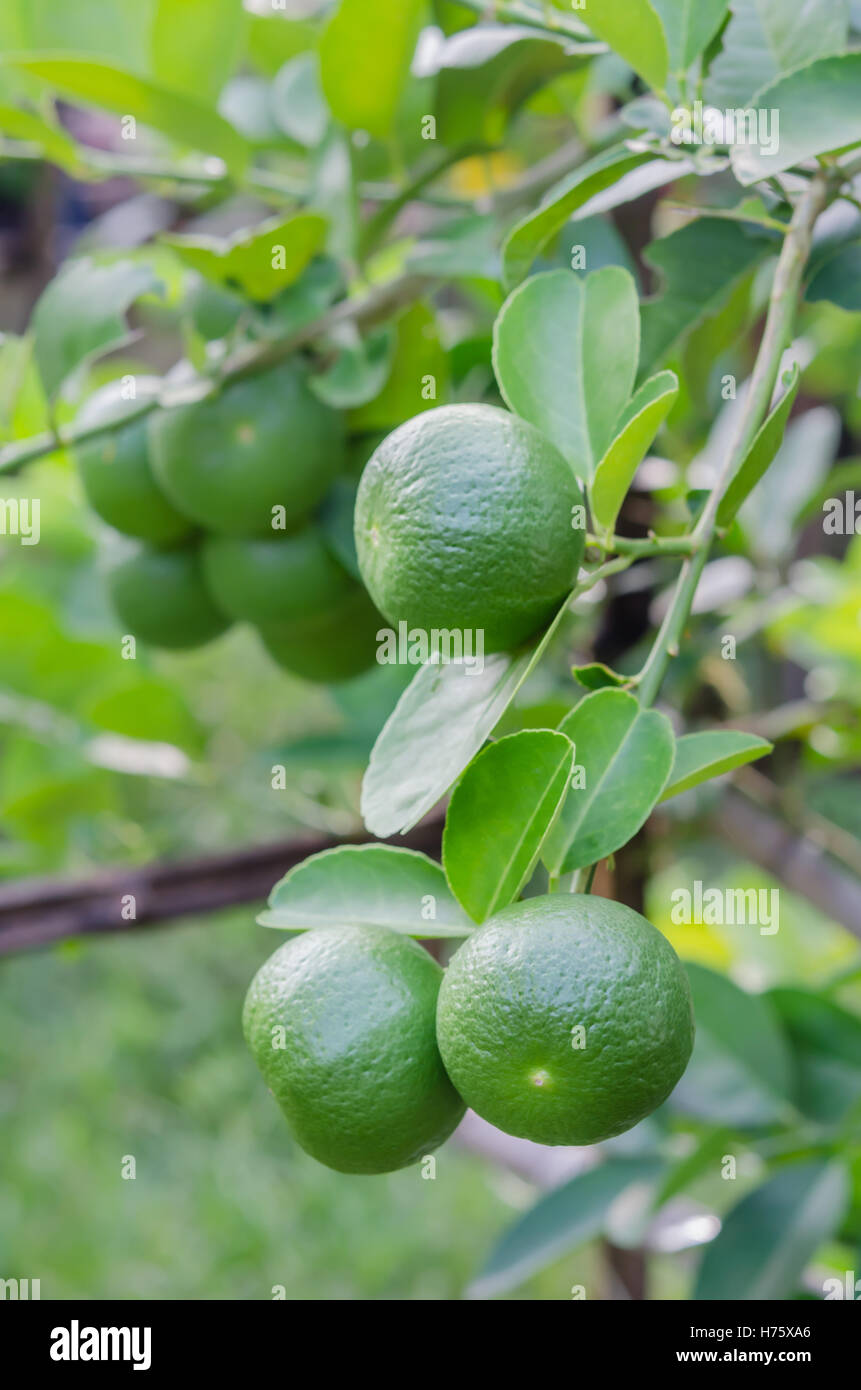 Lime green tree hanging from the branches of it Stock Photo - Alamy