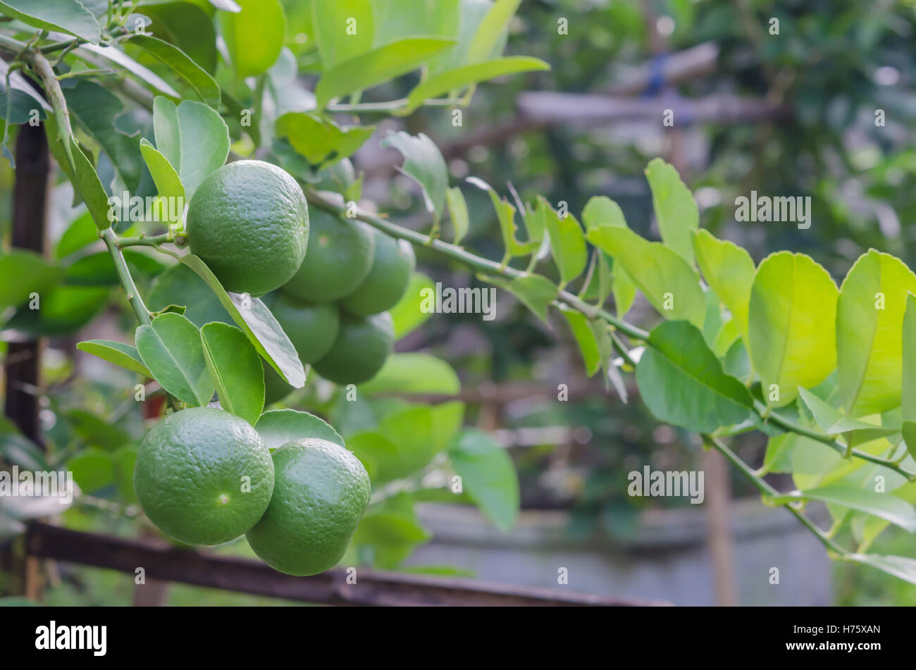 Ripe green lime hi-res stock photography and images - Alamy