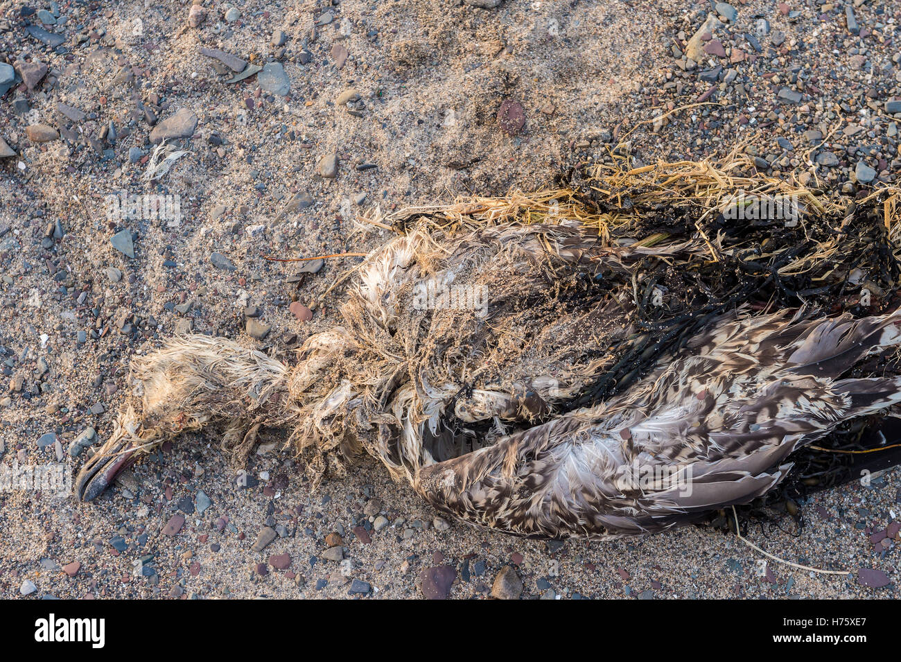 Dead goose on the shore of a river Stock Photo - Alamy