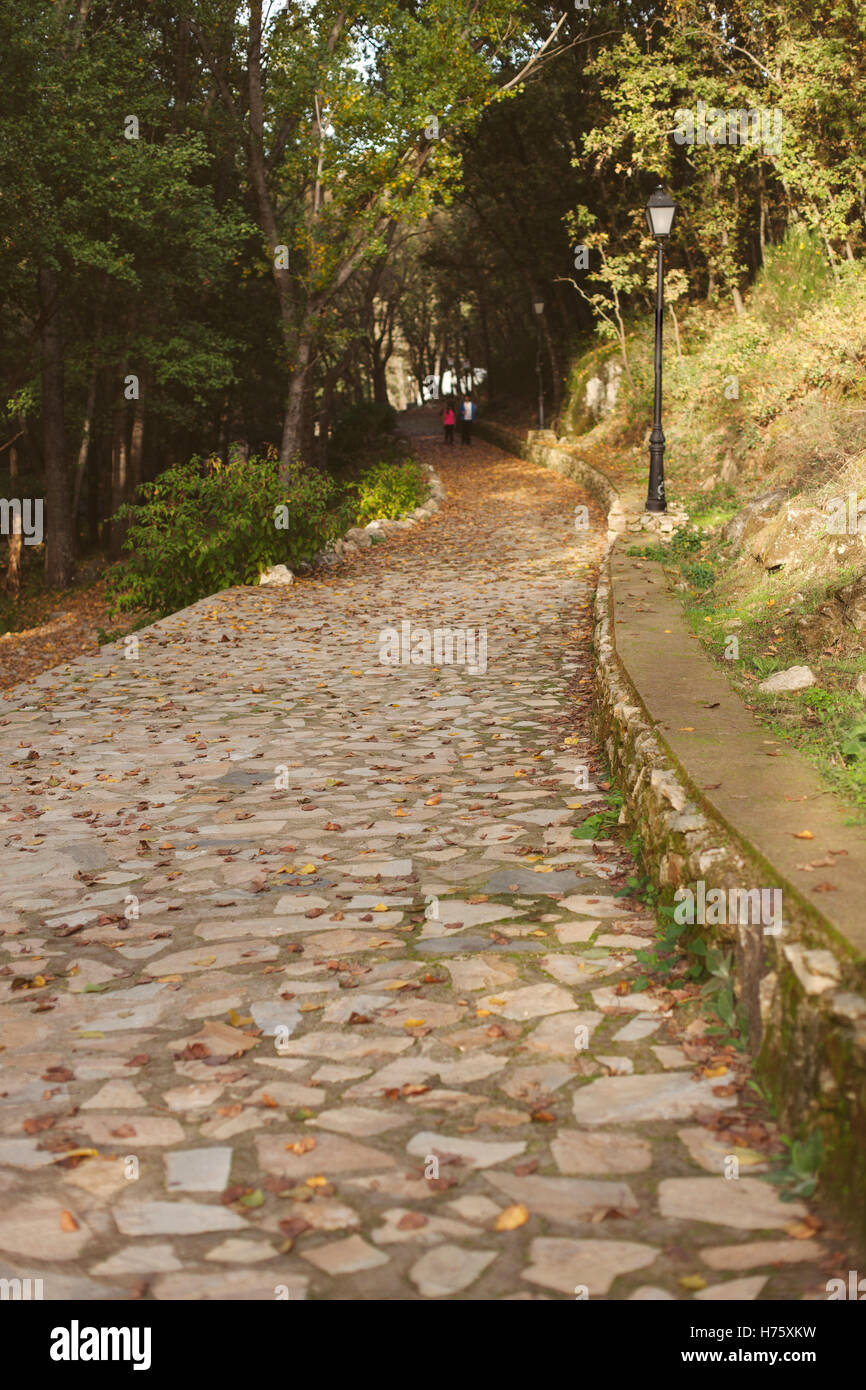 Nice stone path surrounded by trees Stock Photo - Alamy