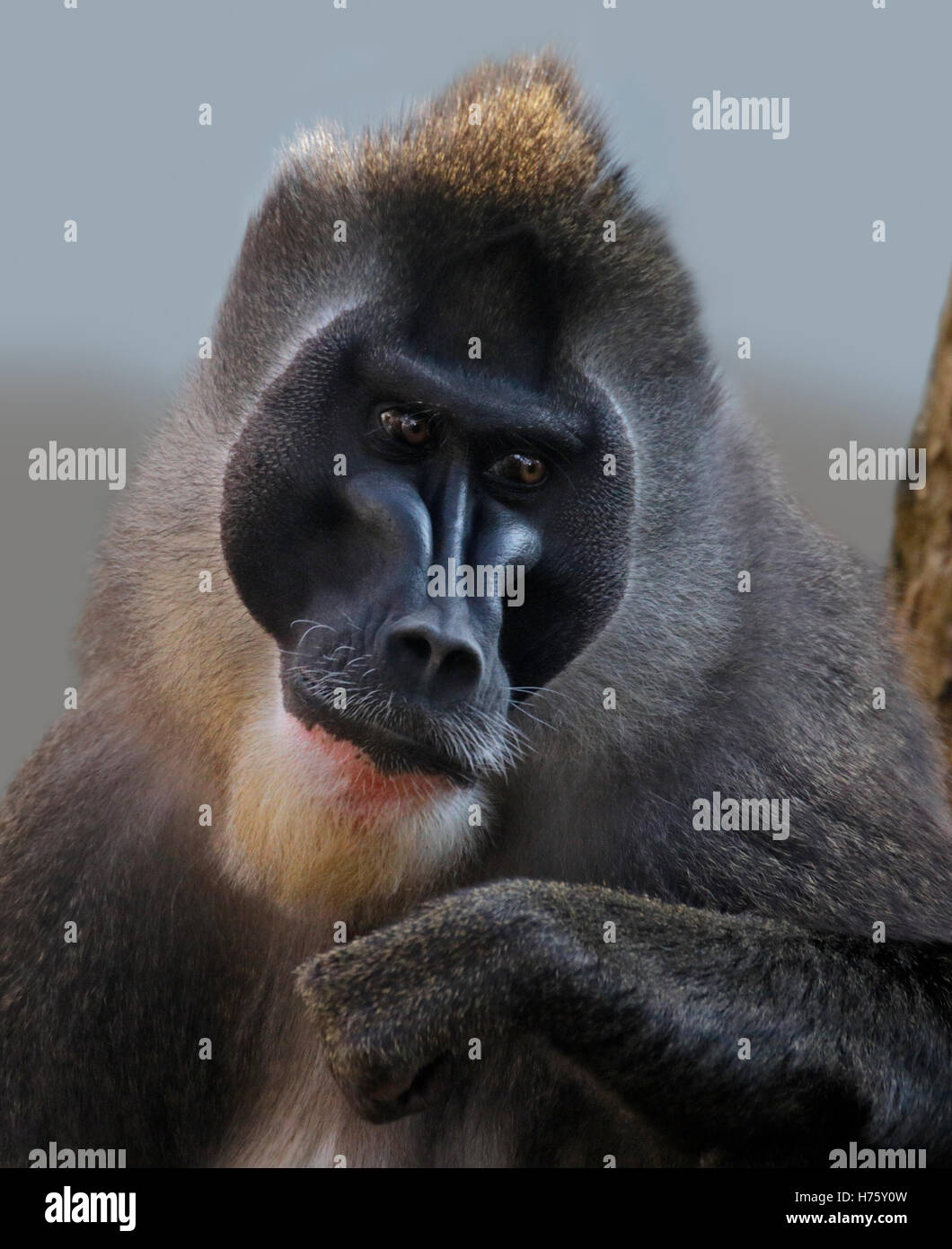 Wild drill apes hi-res stock photography and images - Alamy