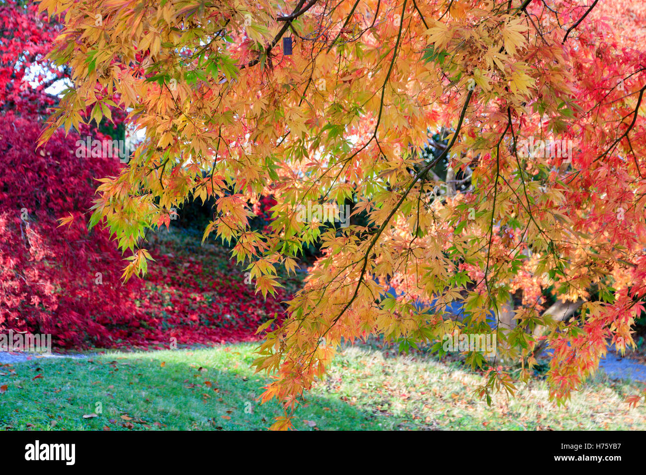 Japanese maple uk small garden hi-res stock photography and images - Alamy