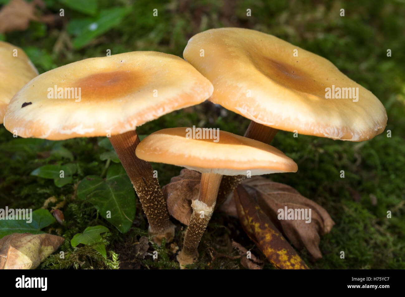 Three toadstools of the Sheathed woodtuft, Kuehneromyces mutabilis ...