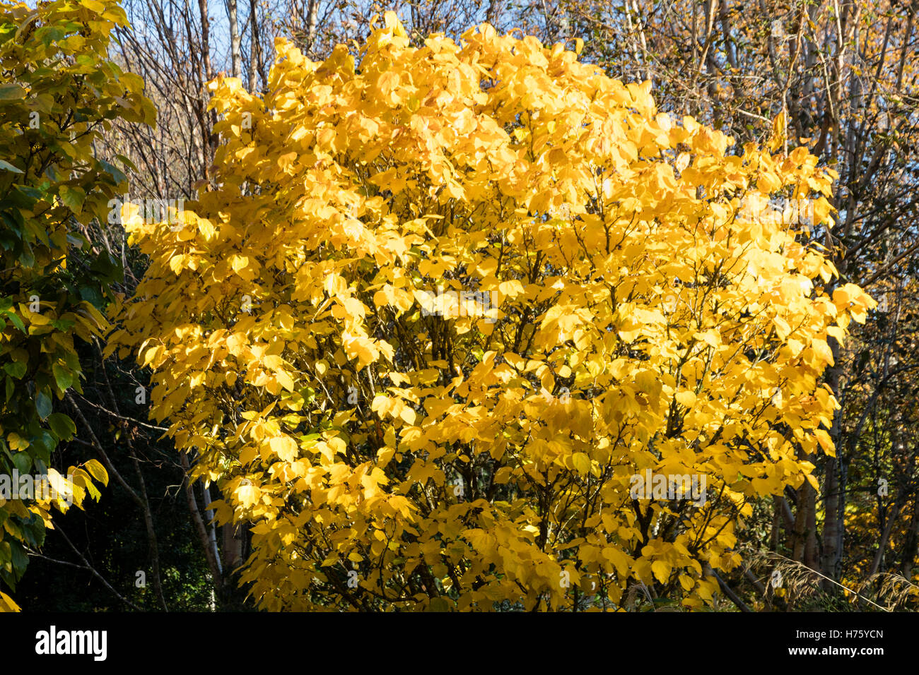 Yellow Autumn foliage of the small deciduous hardy tree, Lindera ...