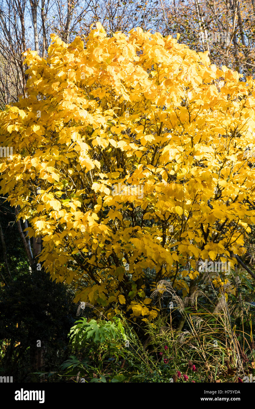 Yellow Autumn foliage of the small deciduous hardy tree, Lindera ...