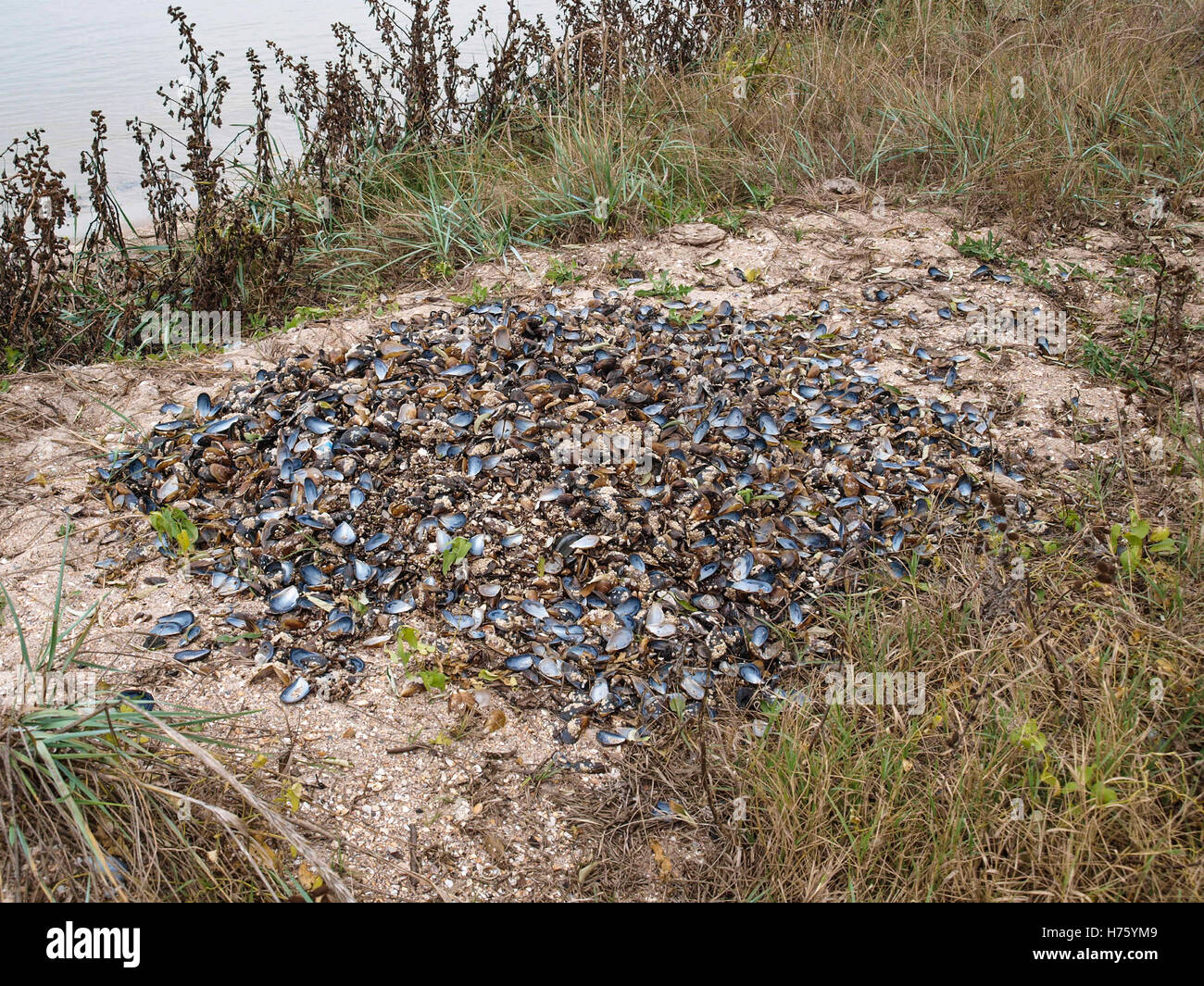 Folds Black Sea mussels Stock Photo - Alamy