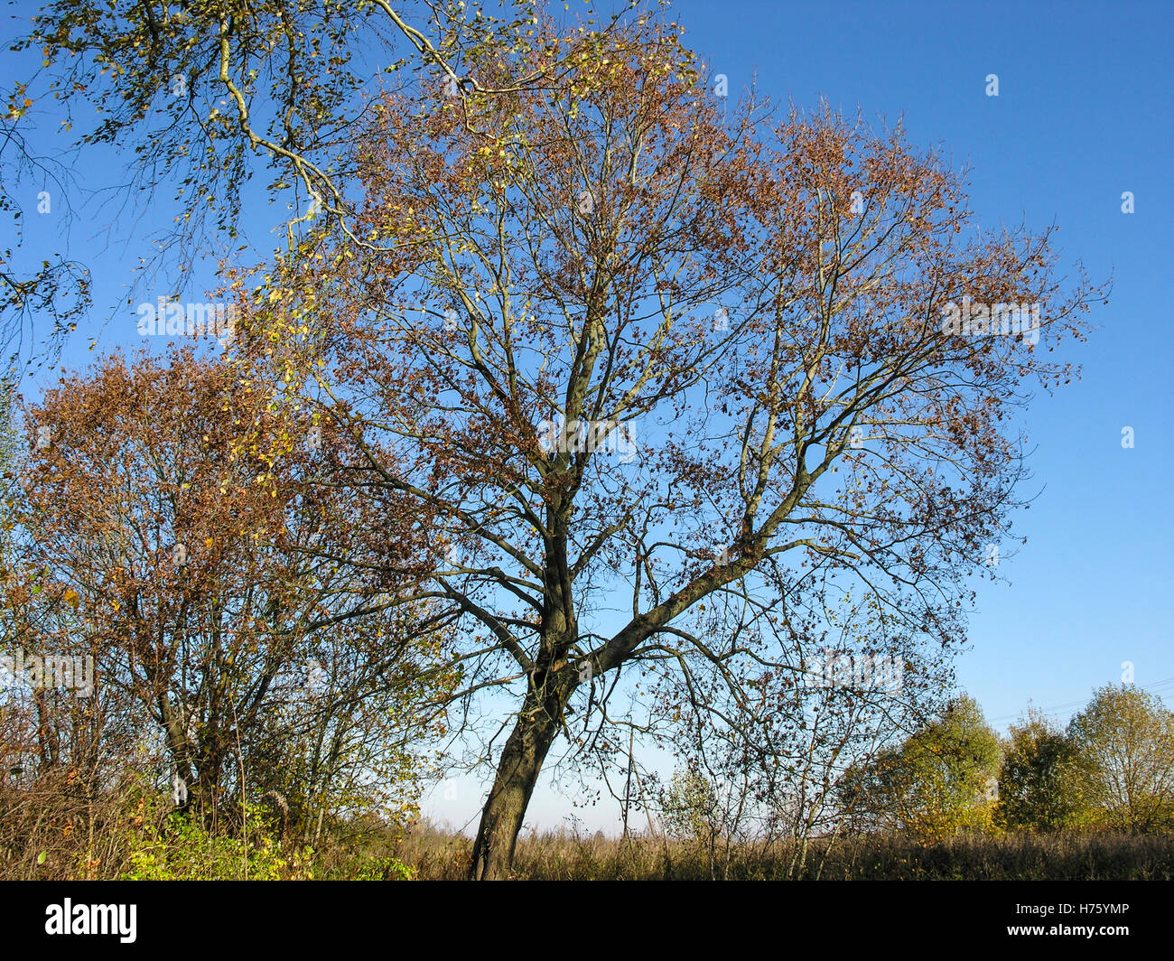 Resets the faded foliage trees and bushes Stock Photo - Alamy