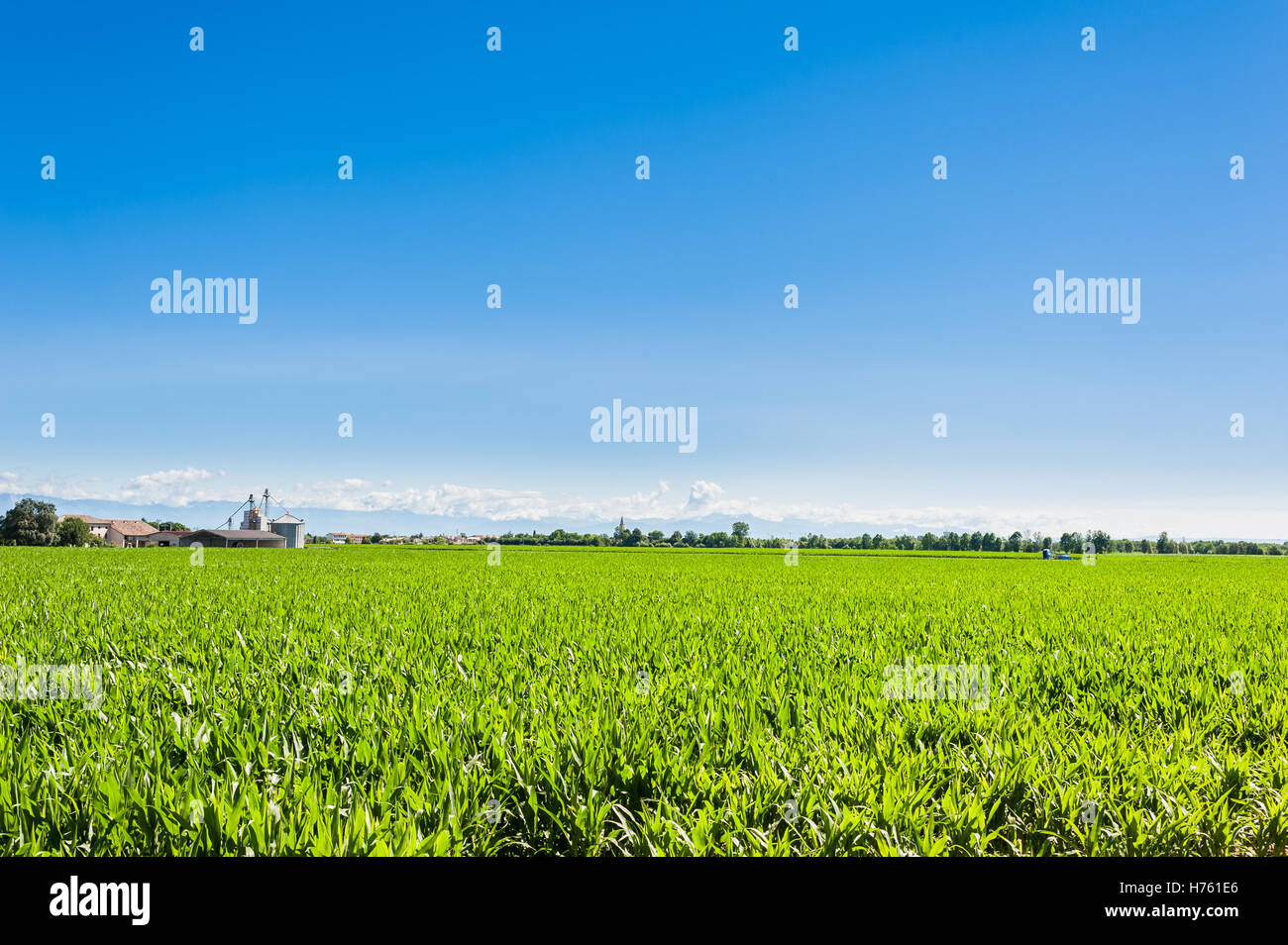 Corn field landscape hi-res stock photography and images - Alamy