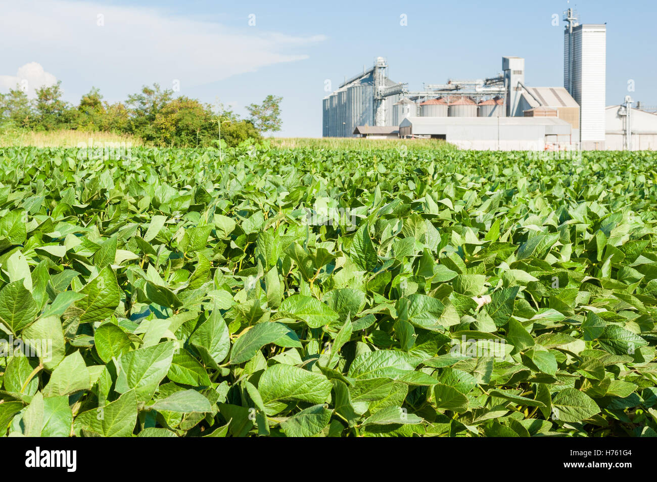 Soybean field. In the background, blurred a drying plant and storage ...