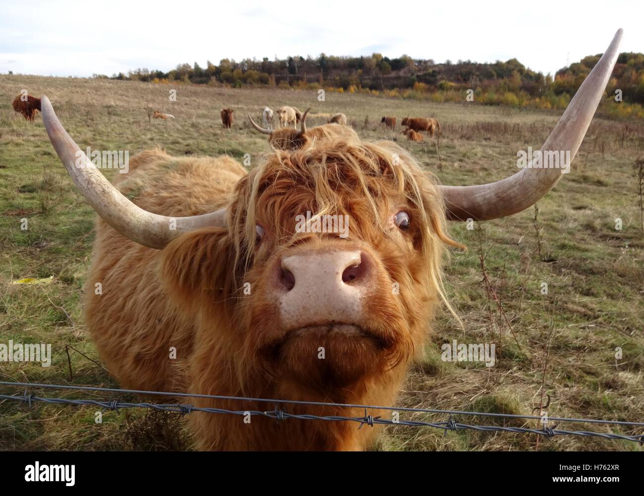 Highland cattle face hi-res stock photography and images - Alamy