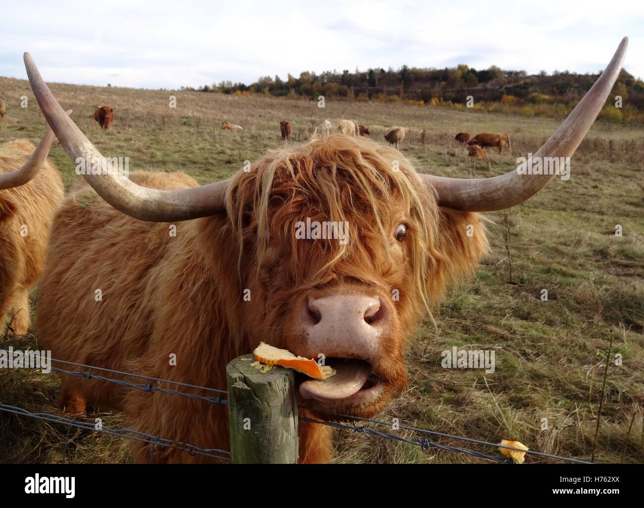 Highland cow face close up hi-res stock photography and images - Alamy
