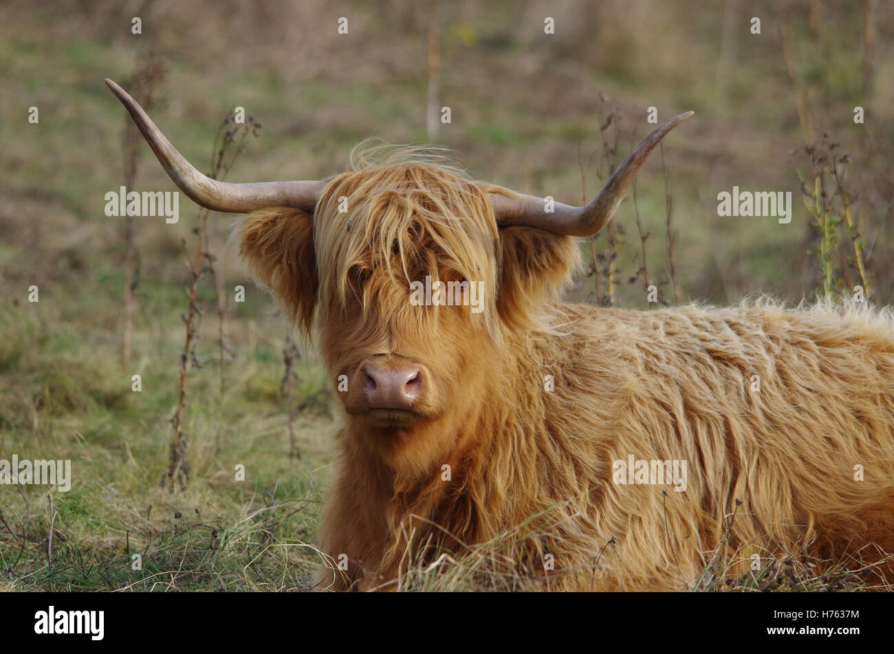 Highland cattle nose hi-res stock photography and images - Alamy