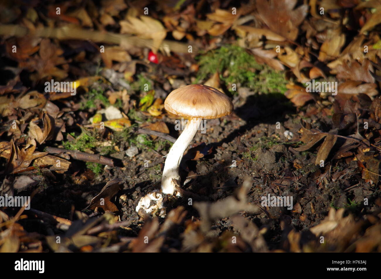 Autumn Fungus mushroom Stock Photo - Alamy