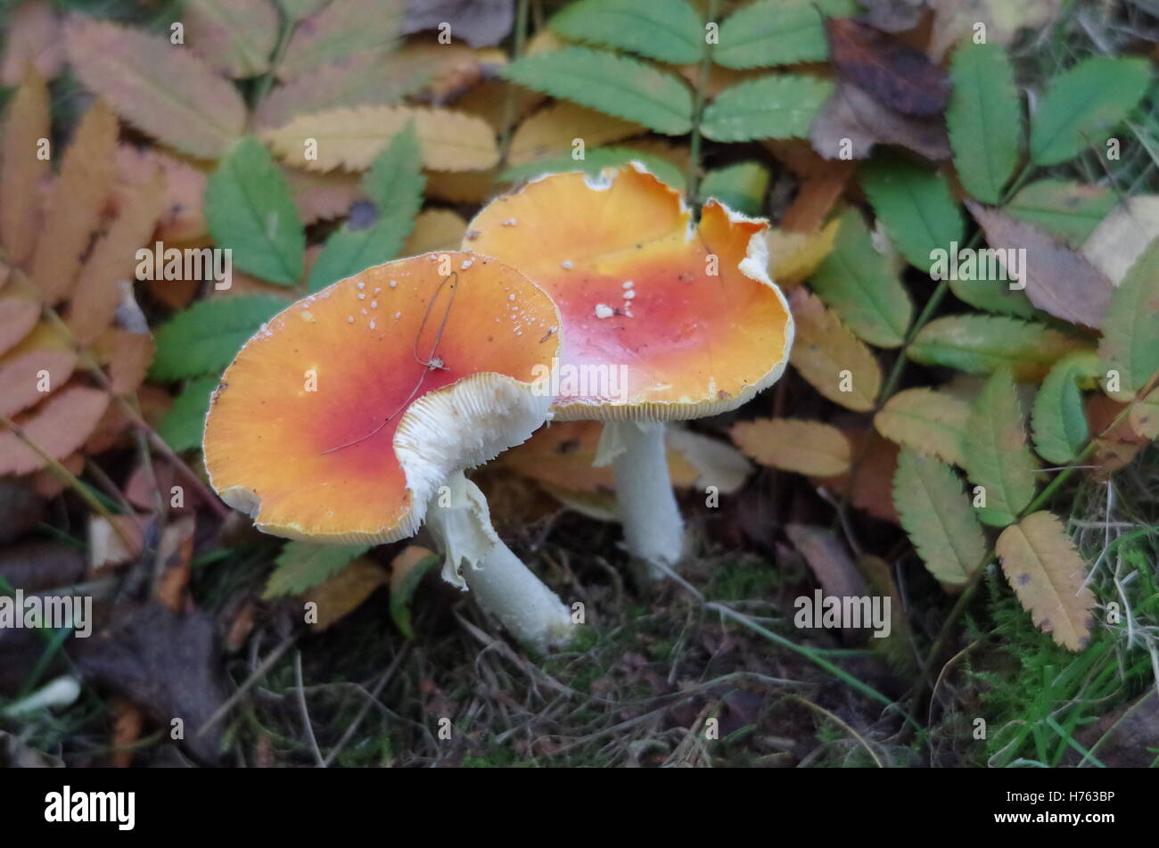 Autumn Fungus mushroom Stock Photo - Alamy
