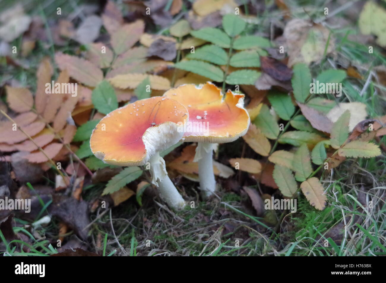 Autumn Fungus mushroom Stock Photo - Alamy