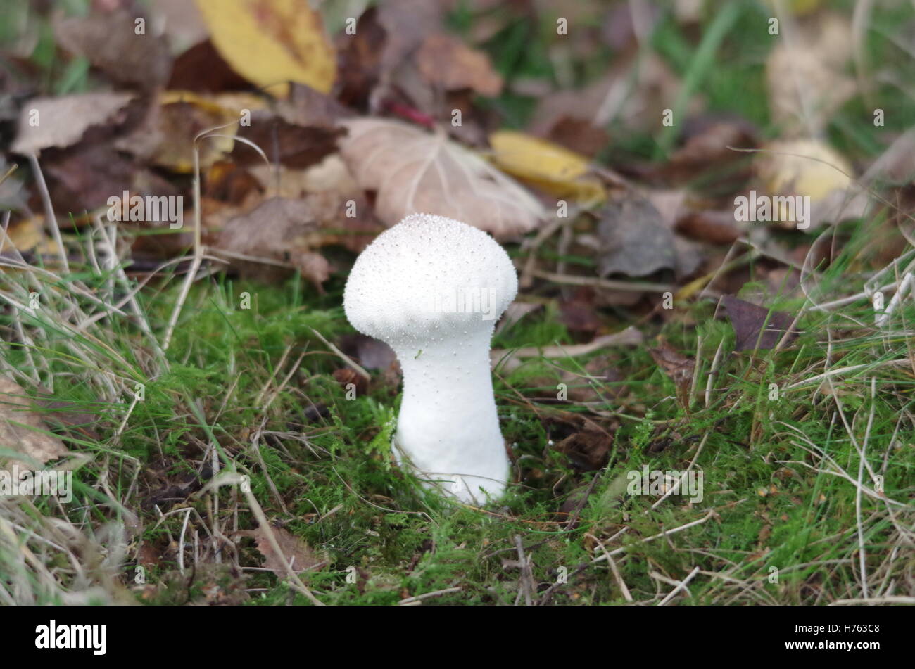 Autumn Fungus mushroom Stock Photo - Alamy