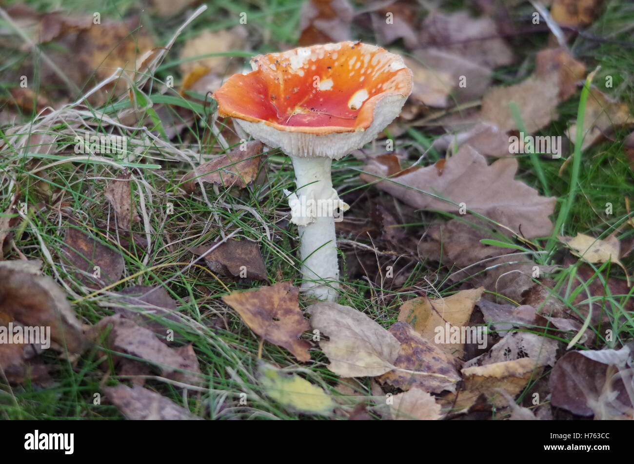 Autumn Fungus mushroom Stock Photo - Alamy
