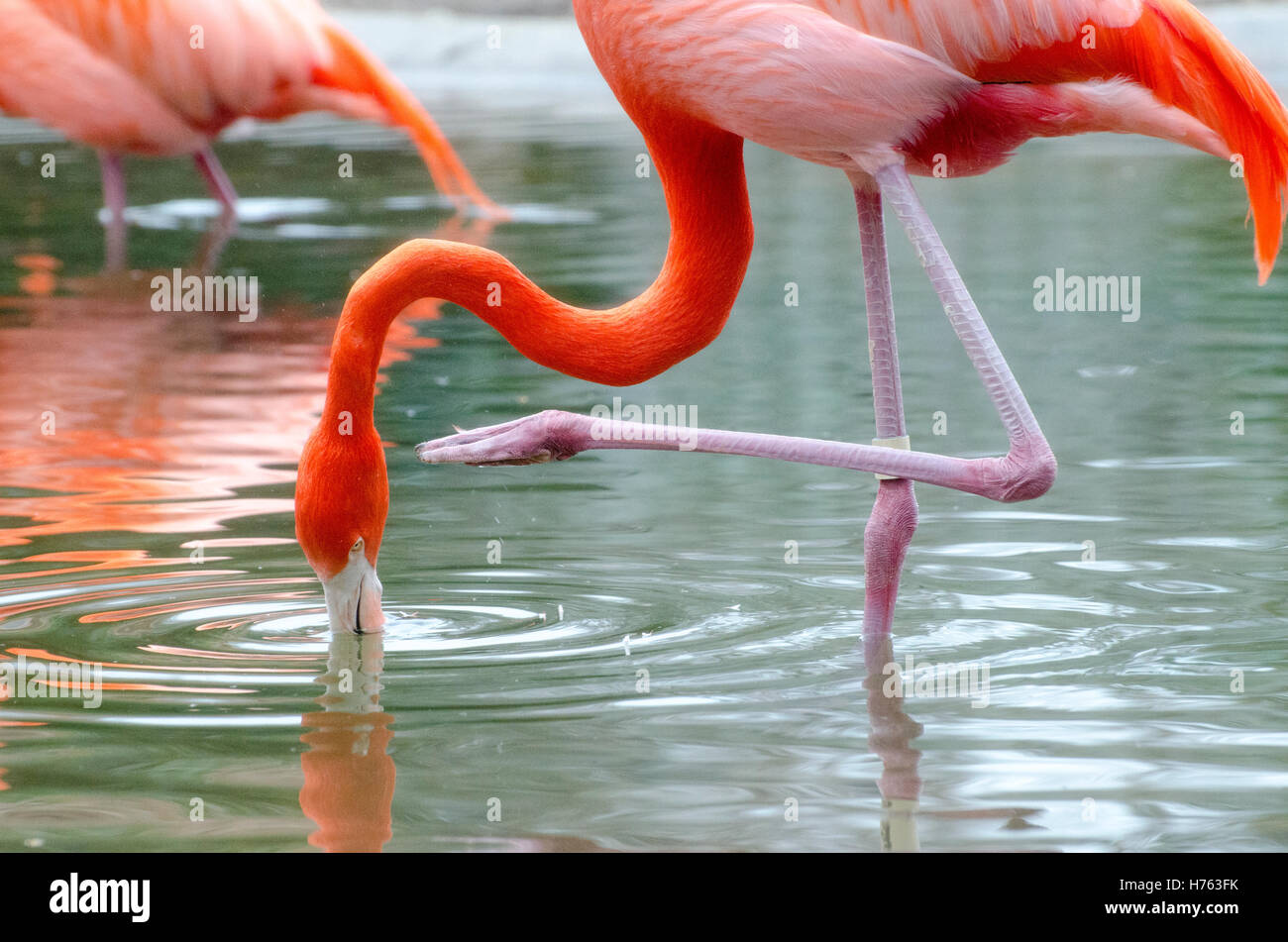 Pink Flamingo birds feed in a shallow pool of water at the National Zoo ...