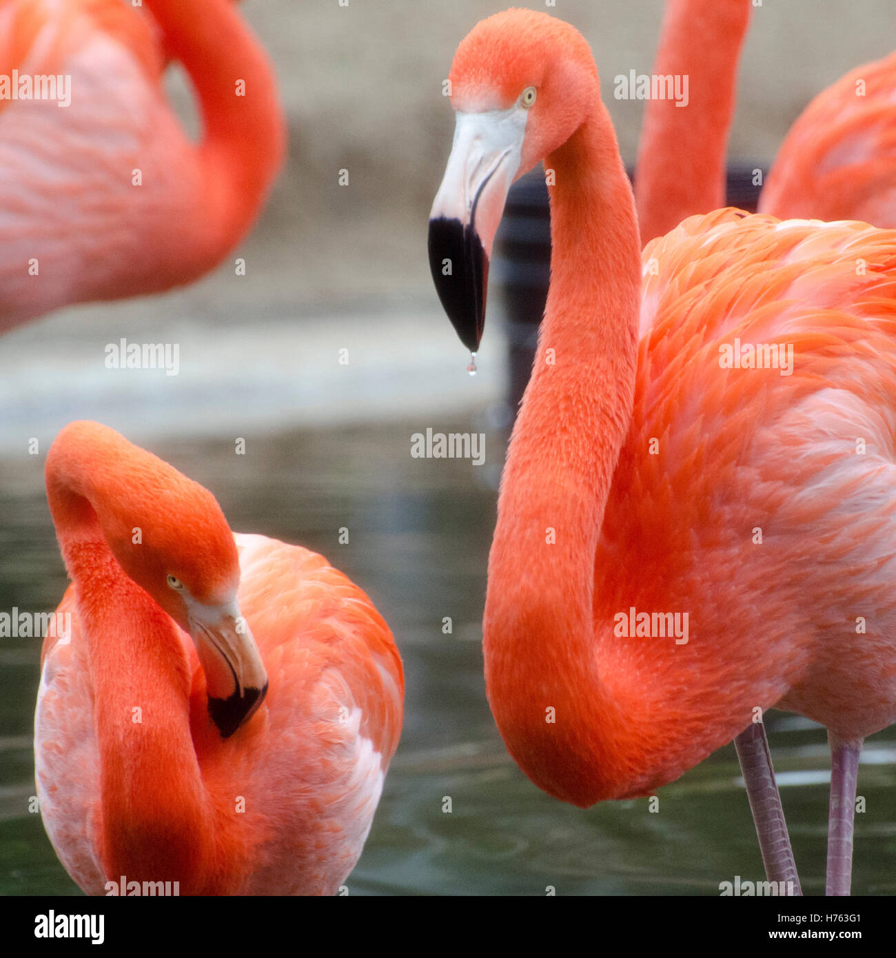 Pink Flamingo birds feed in a shallow pool of water at the National Zoo ...