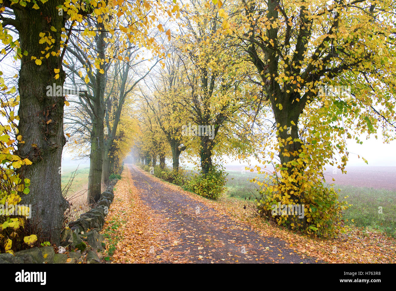 Autumn tree lined road in the fog. Cotswolds, Oxfordshire, England ...