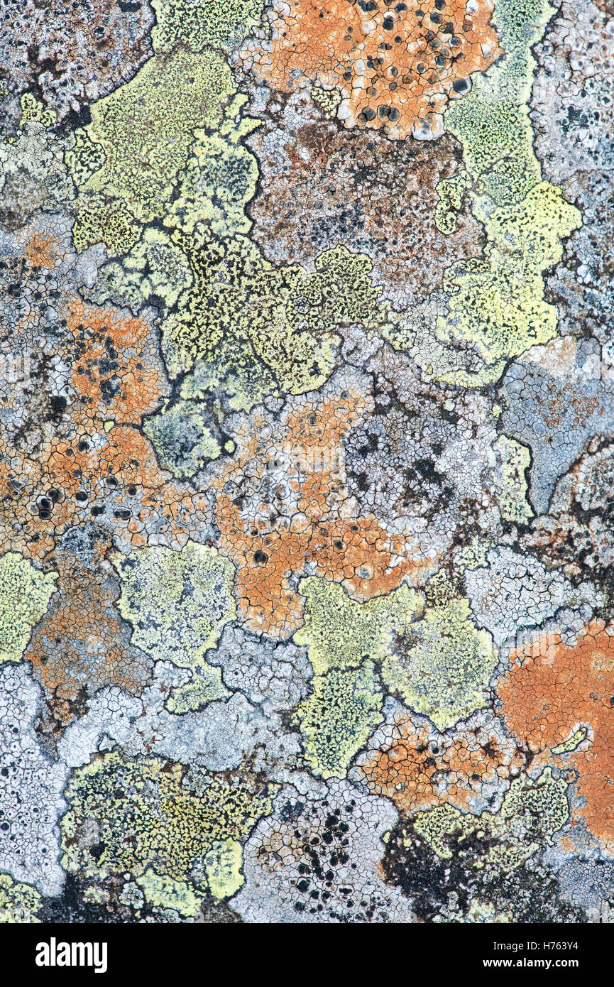 Microscopic lichen hi-res stock photography and images - Alamy
