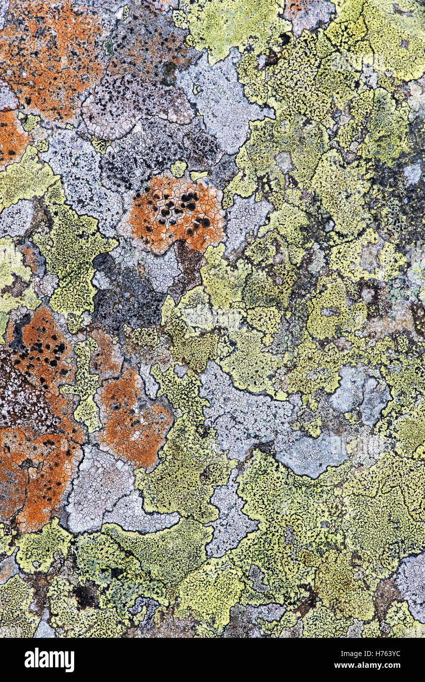 Lichen growing on stone hi-res stock photography and images - Alamy