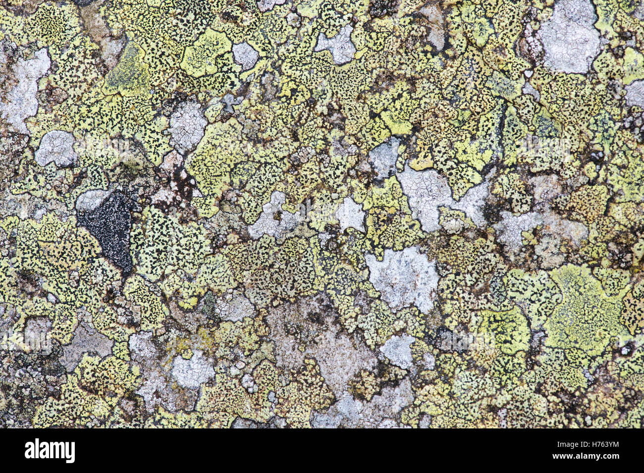 Lichen growing on stone hi-res stock photography and images - Alamy