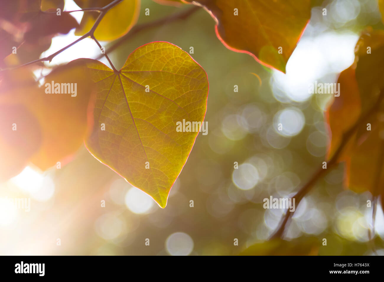 Sunlight filtered through a tree hi-res stock photography and images ...
