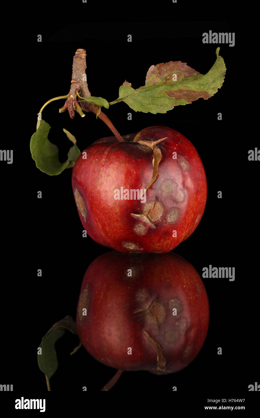 Rot and decay hi-res stock photography and images - Alamy