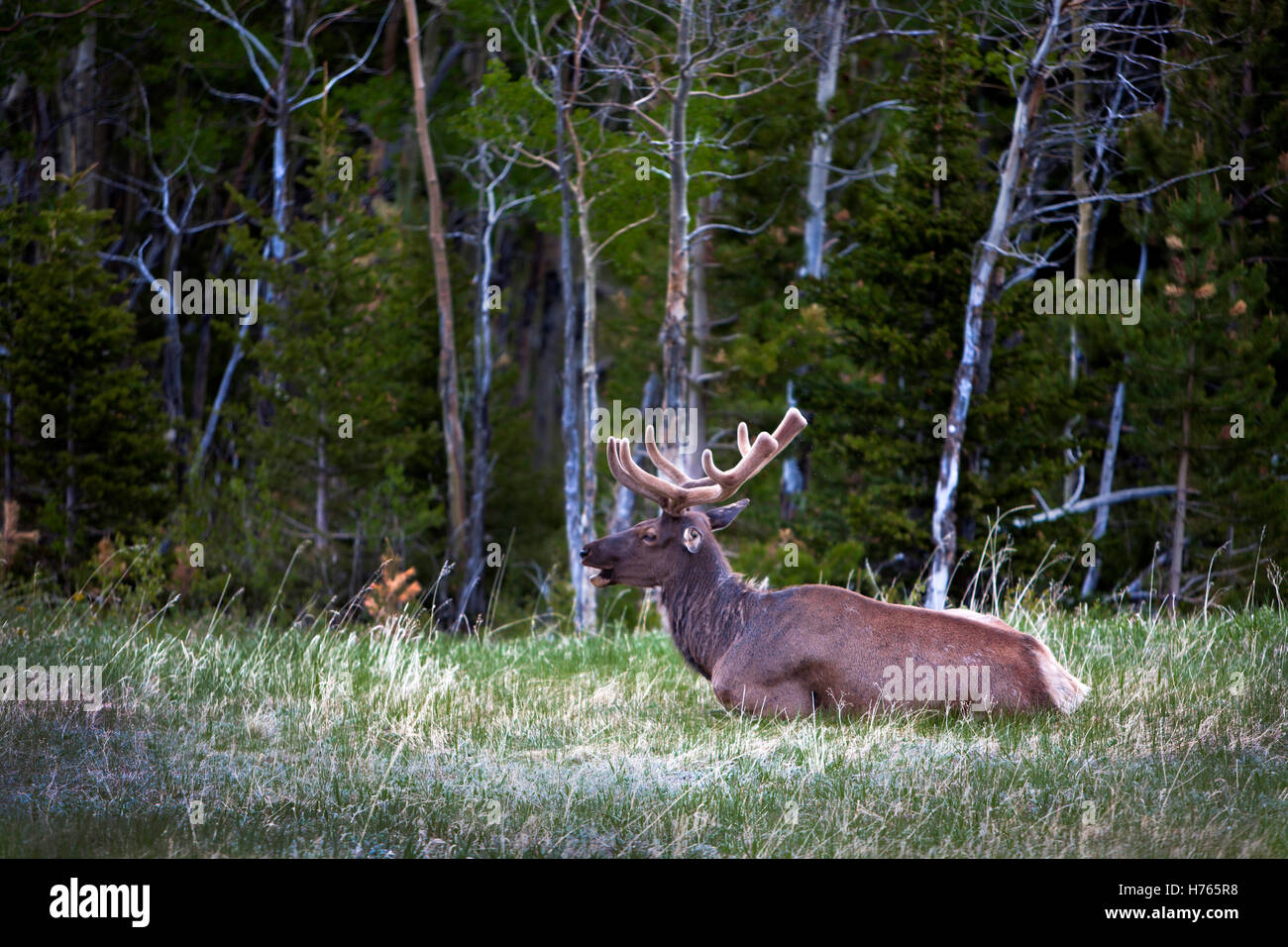 Elk Sitting at Edge of Woods Stock Photo - Alamy