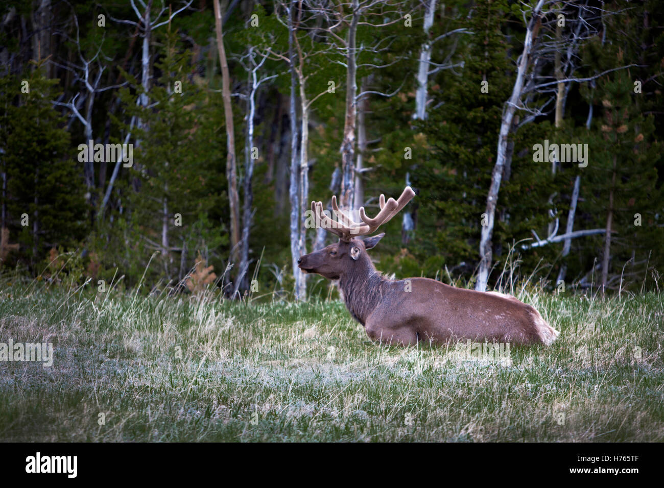 Edge of woods hi-res stock photography and images - Alamy