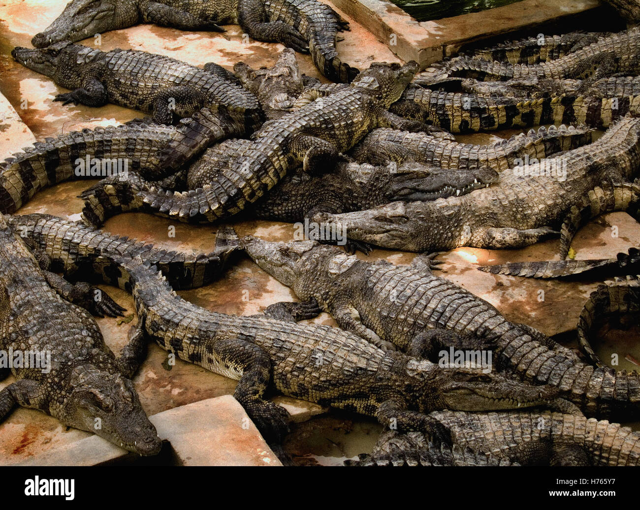 Crocodiles sleeping hi-res stock photography and images - Alamy