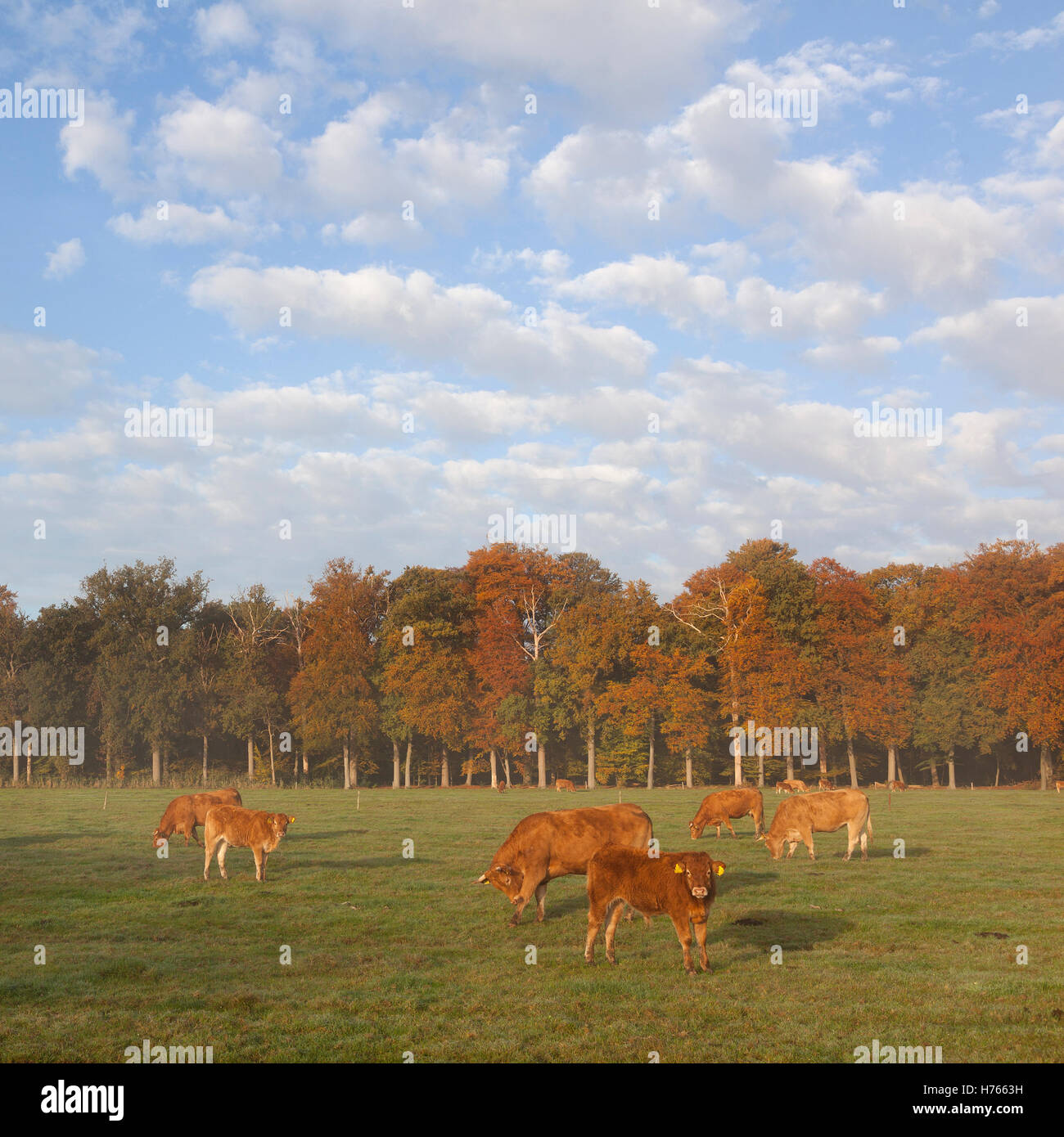 limousin cows in dutch meadow before autumn forest in warm morning ...