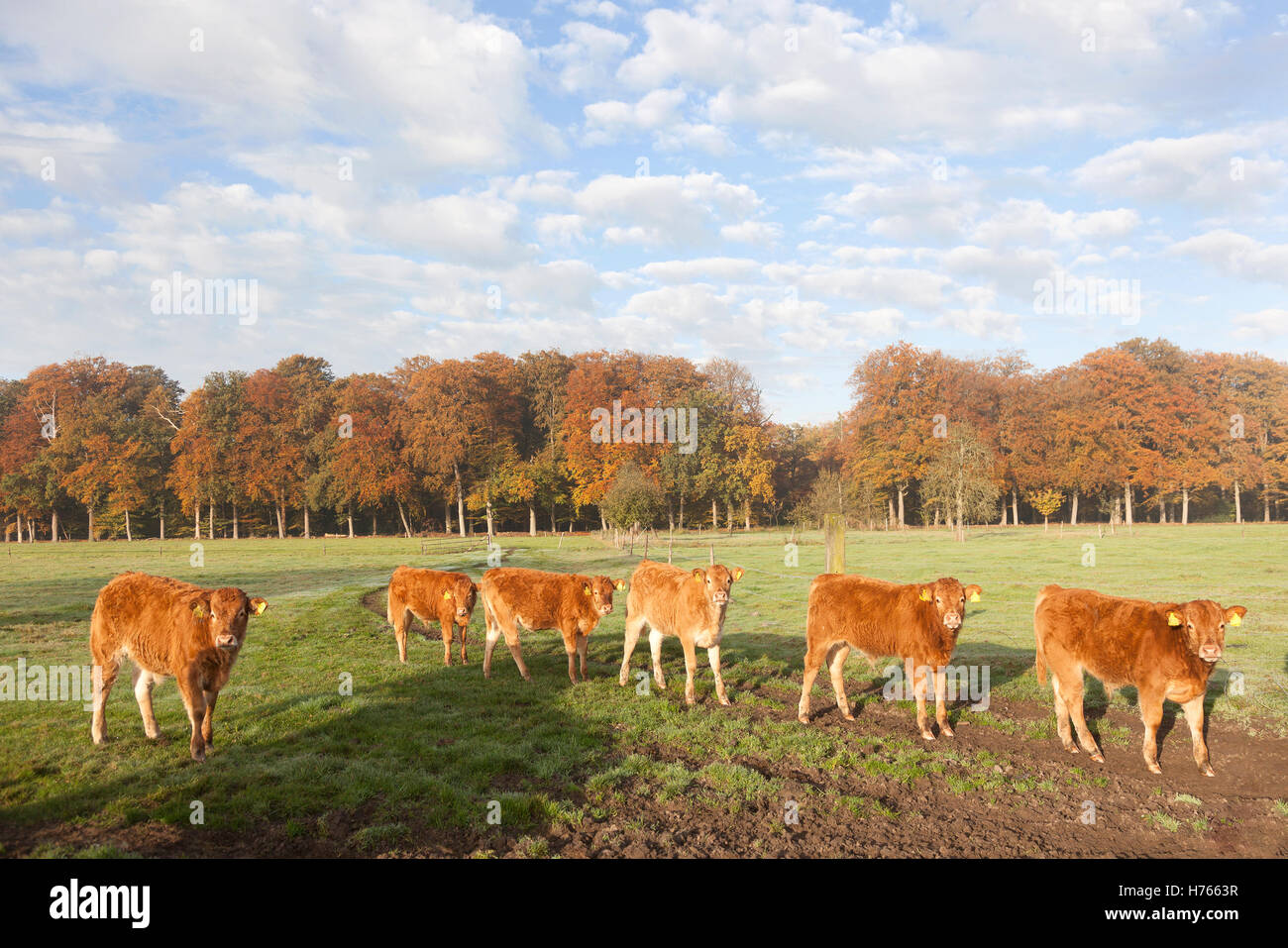 limousin calves in dutch meadow before autumn forest in warm morning ...