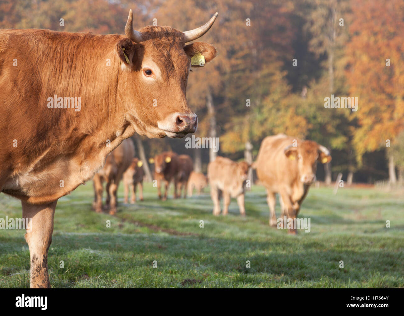 limousin cows in dutch meadow before autumn forest in warm morning ...