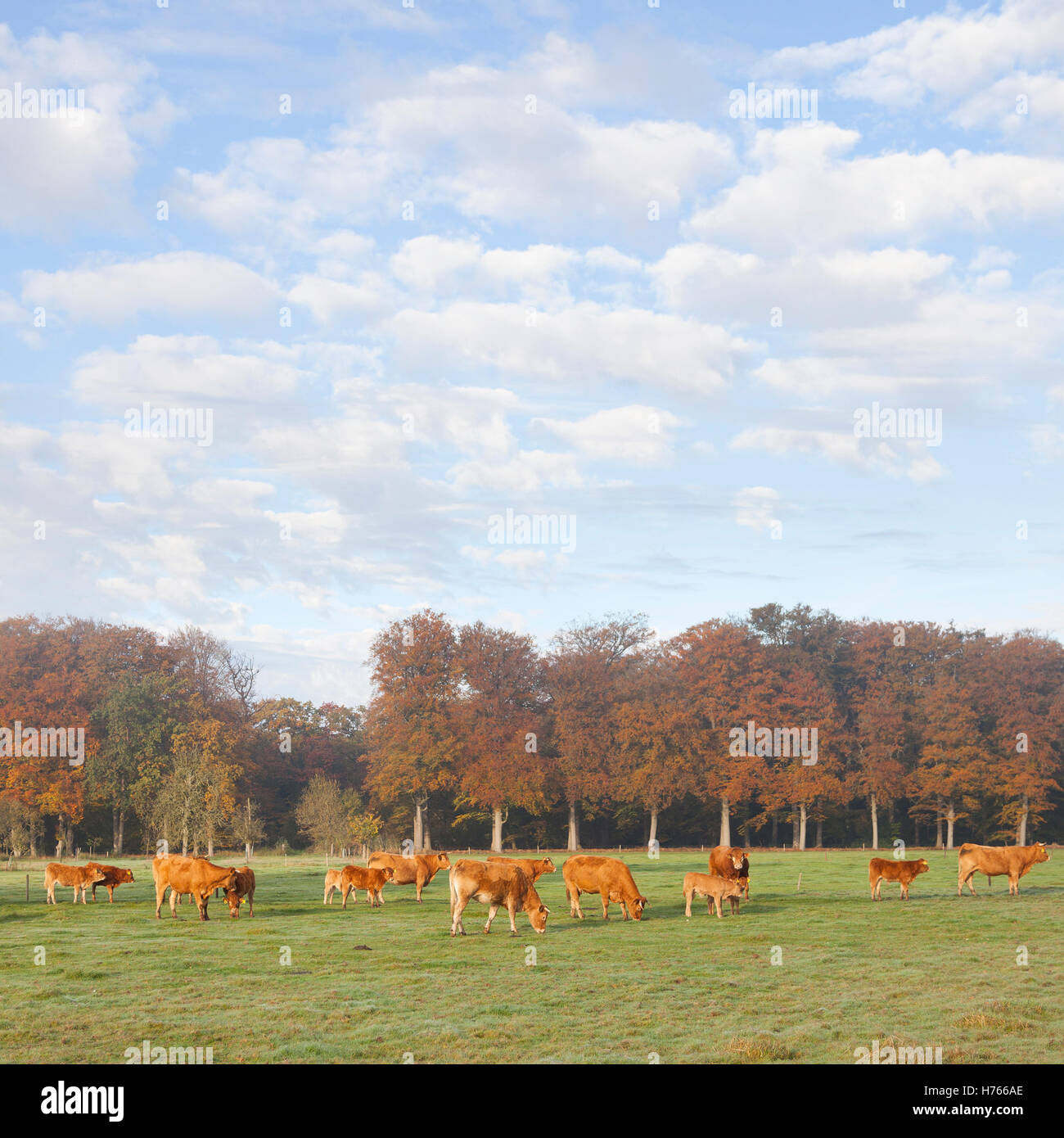 limousin cows in dutch meadow before autumn forest in warm morning ...