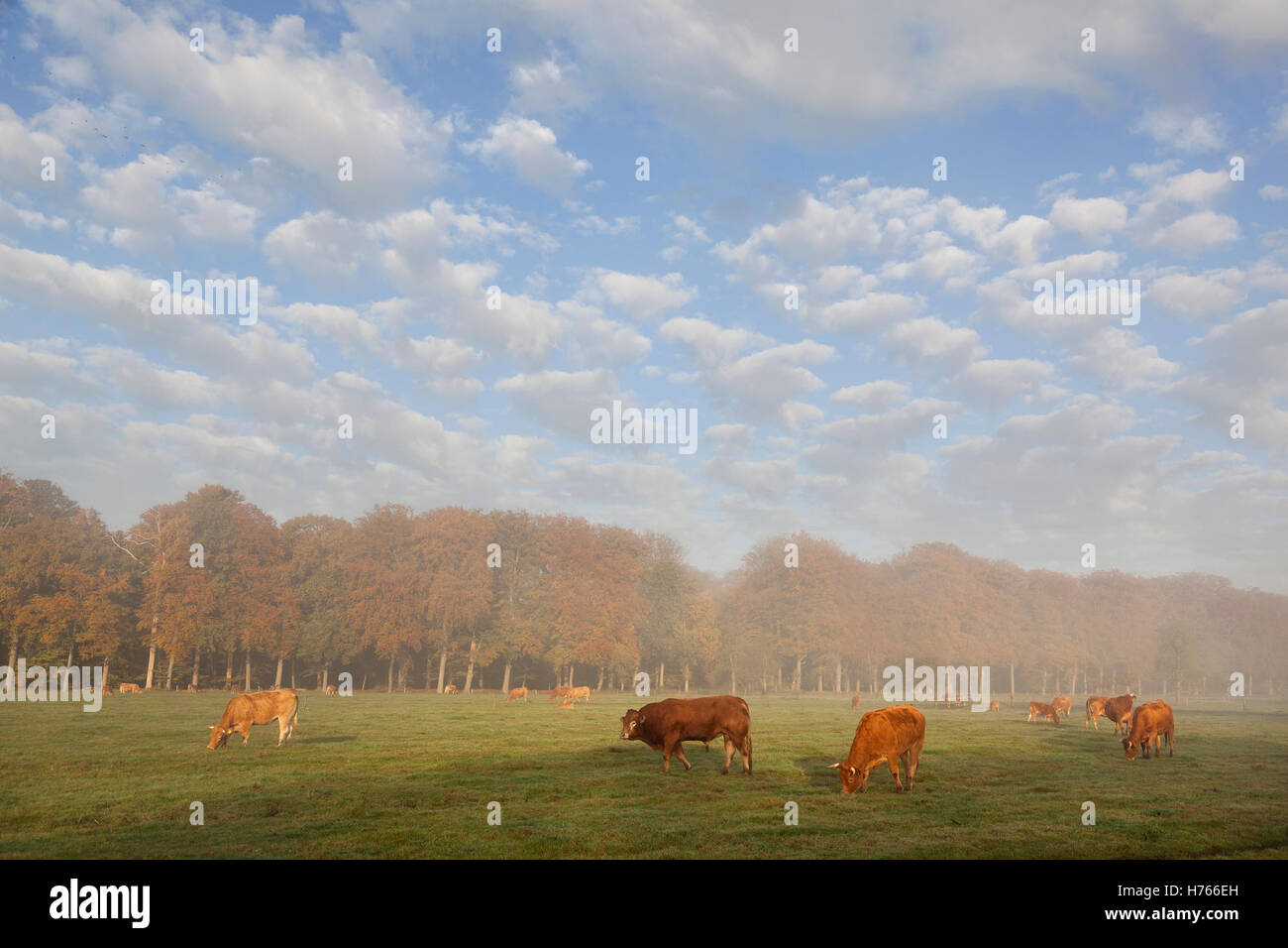 limousin cows and bull in dutch meadow before autumn forest in warm ...