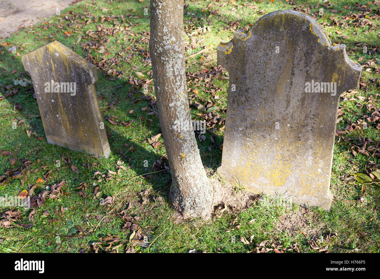two old gravestones and trunk of tree on old cemetery in the fall Stock ...