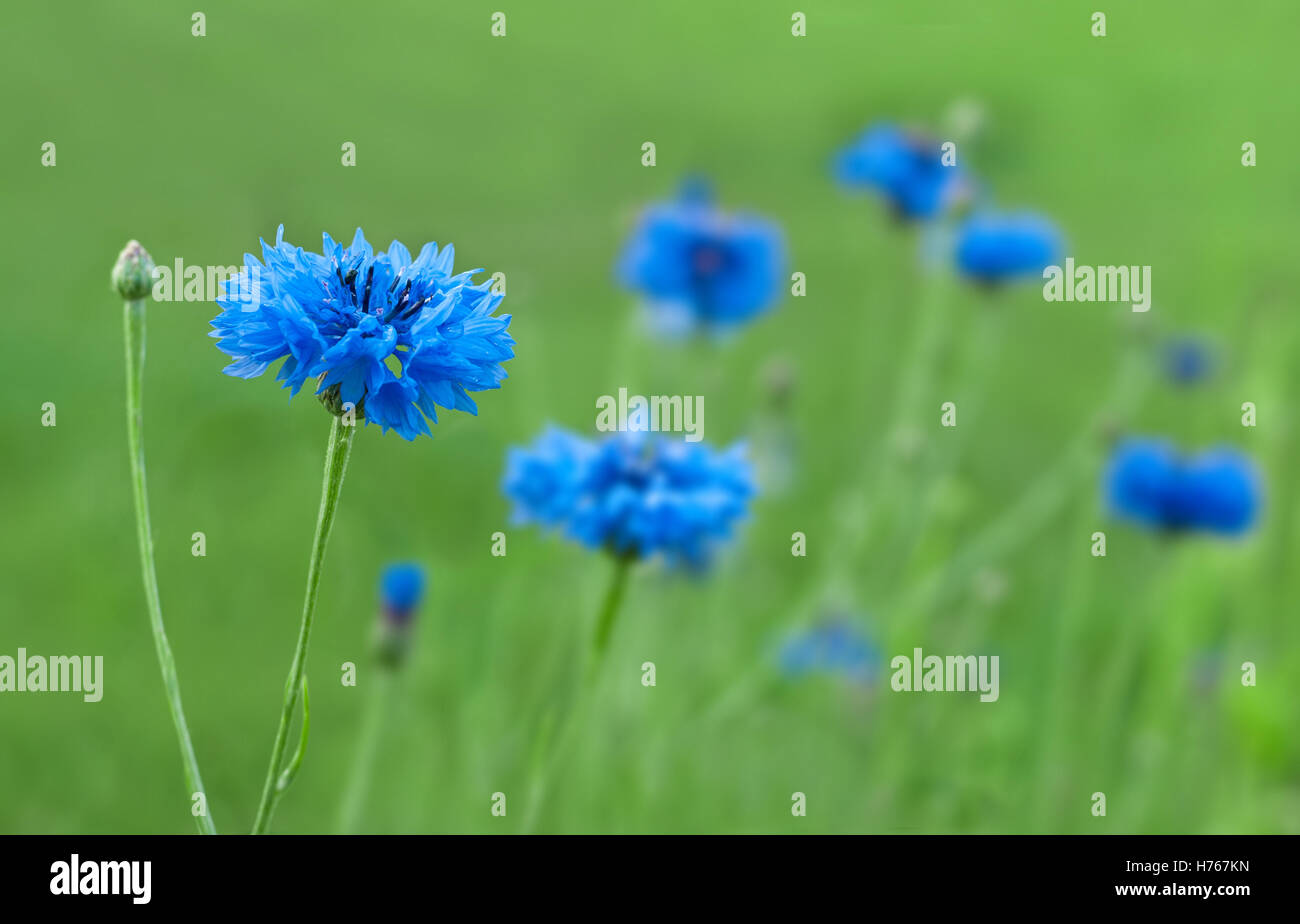Blue cornflower on a background of grass and other cornflowers Stock ...