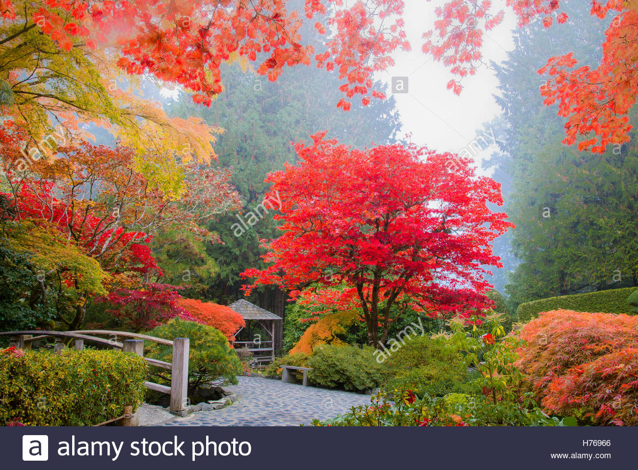 Butchart Gardens Japanese Maple High Resolution Stock Photography and ...